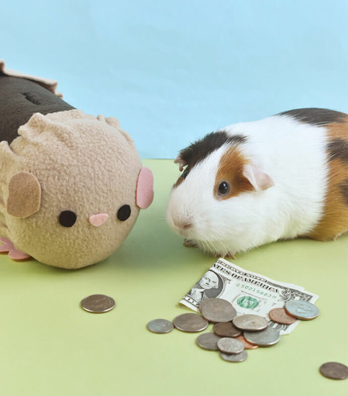 10 Gleeful Guinea Pig Crafts for Kids
